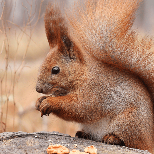 Super recontribution strategy: How it works (including calculator)